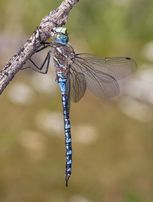 Variable Darner (Dragonflies and Damselflies of Valles Caldera National ...