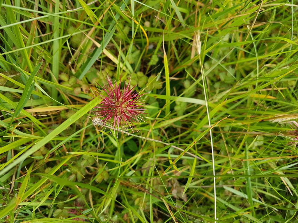 bidgee-widgee from Springfield, New Zealand on February 06, 2018 at 10: ...
