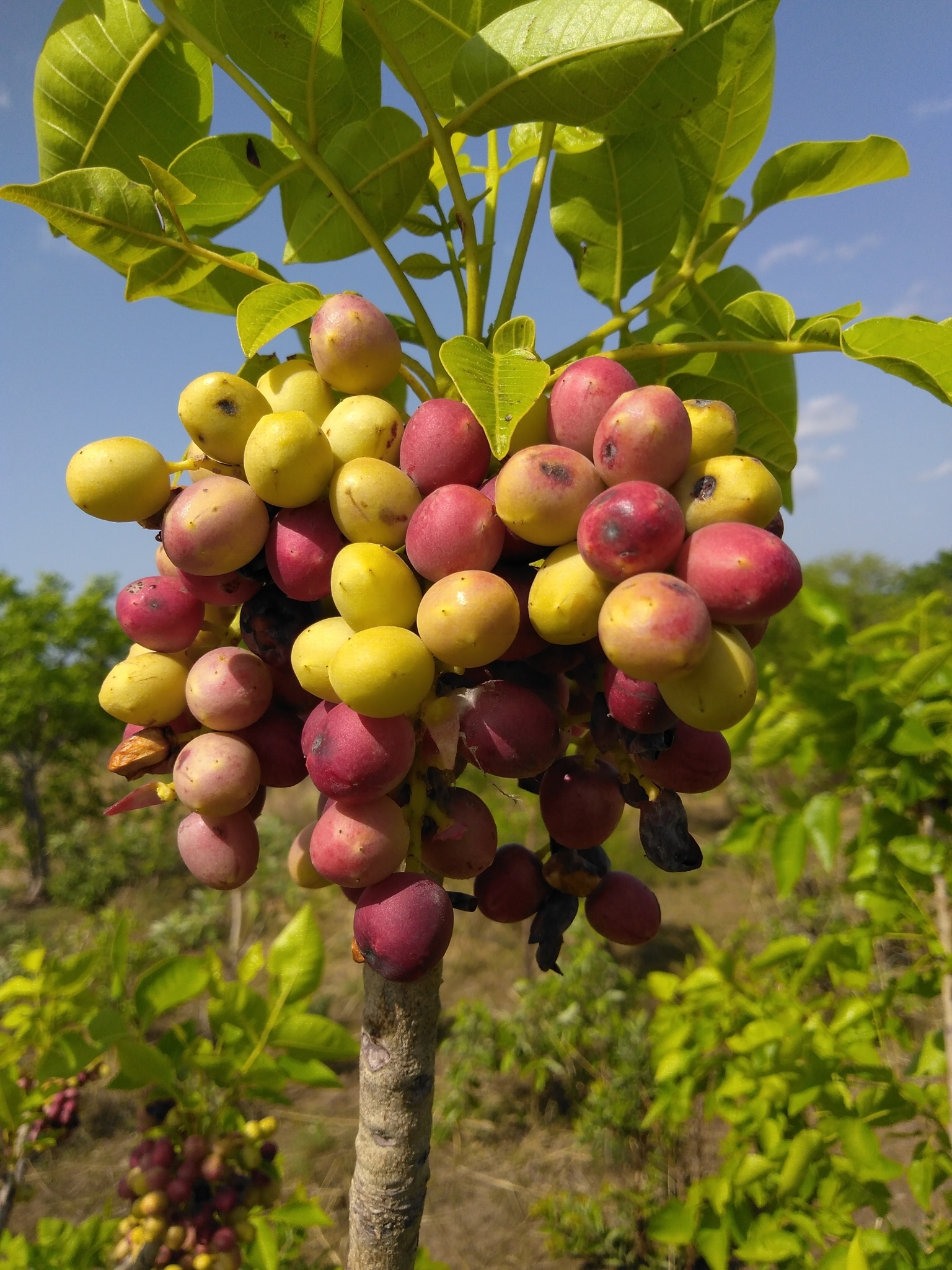 Lannea microcarpa Engl. & K.Krause