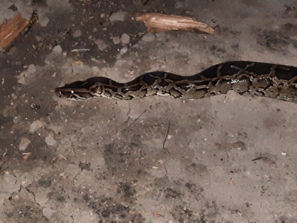 Burmese Python in May 2021 by johnallcock · iNaturalist