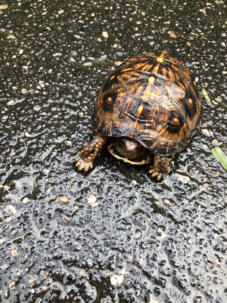 Common Box Turtle in June 2021 by diannerau · iNaturalist