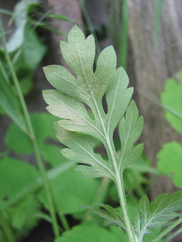 Plasmopara angustiterminalis · iNaturalist