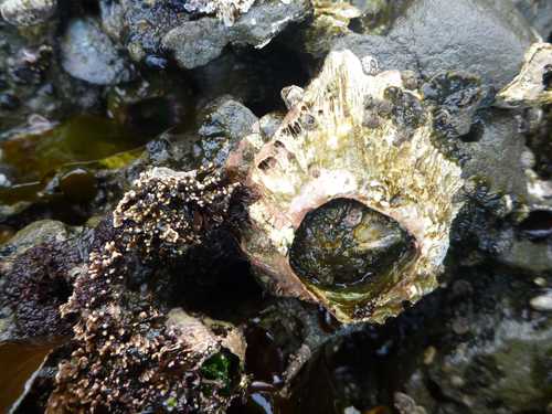 giant acorn barnacle (Balanus nubilis) · iNaturalist