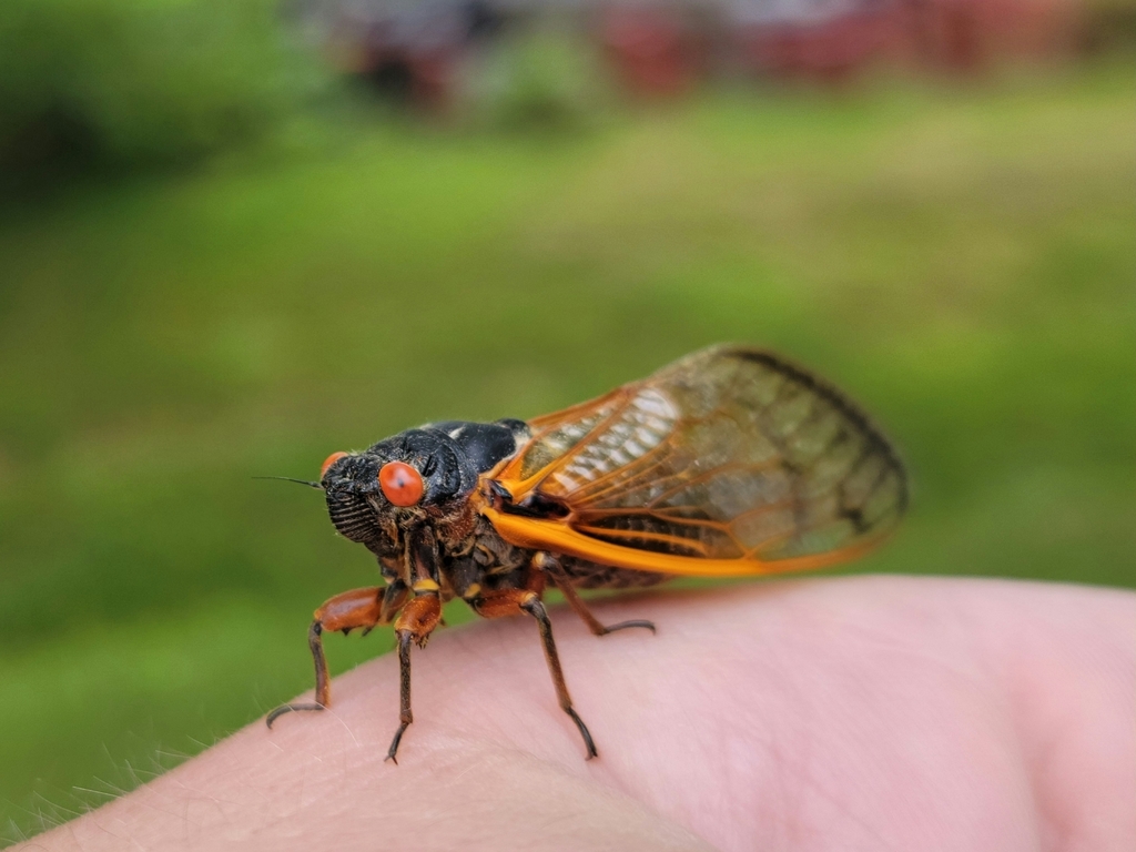 Pharaoh Cicada from Baltimore on June 03, 2021 at 10:29 AM by Kevin ...