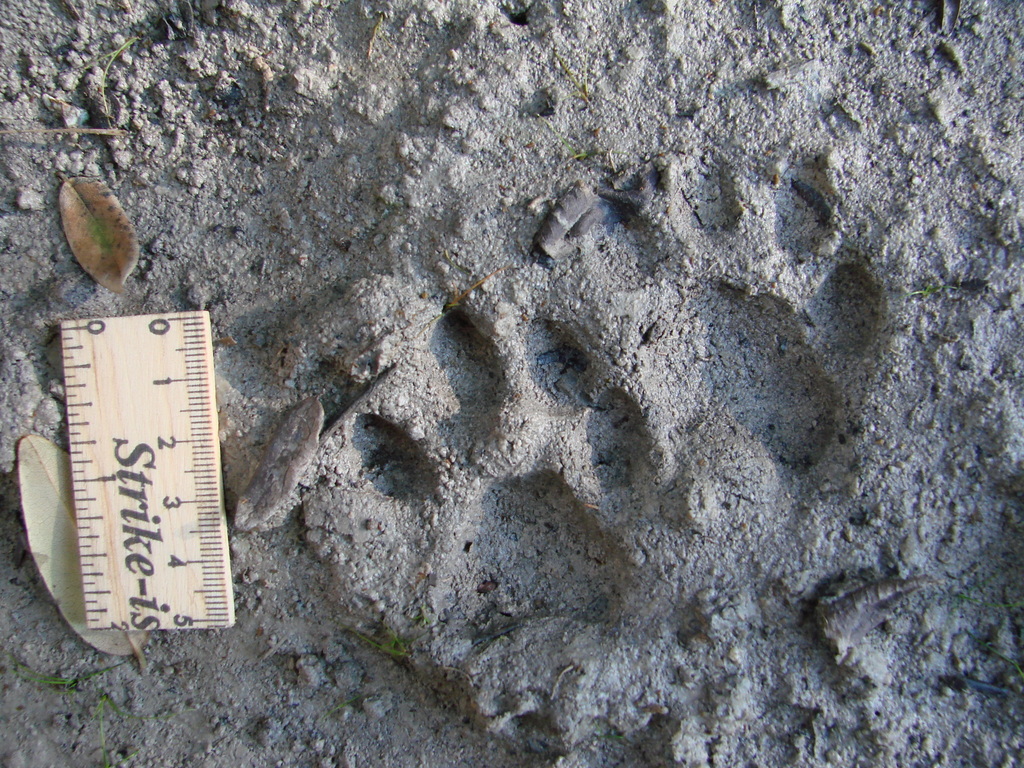 Ocelot on November 07, 2008 by Jaime Marcelo Aranda Sánchez · iNaturalist