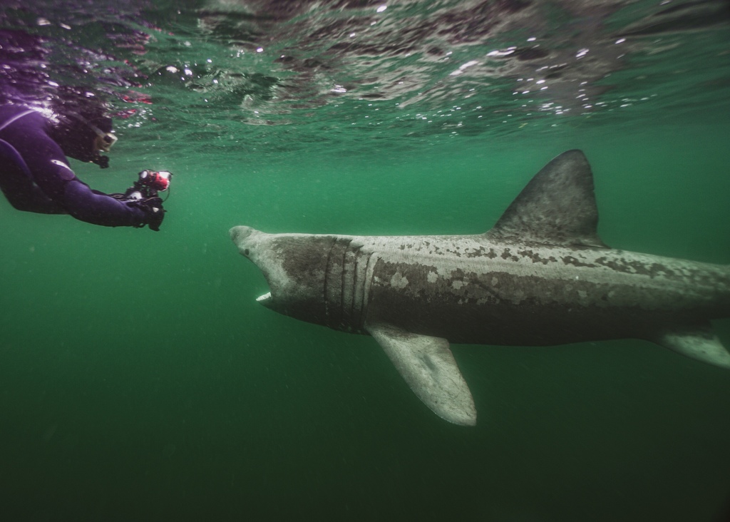 Basking Shark (Cetorhinus maximus) - Marine Life Identification