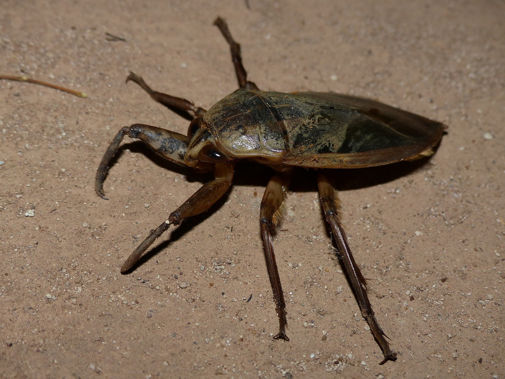 Great Waterbug (Hemiptera of Botswana) · iNaturalist