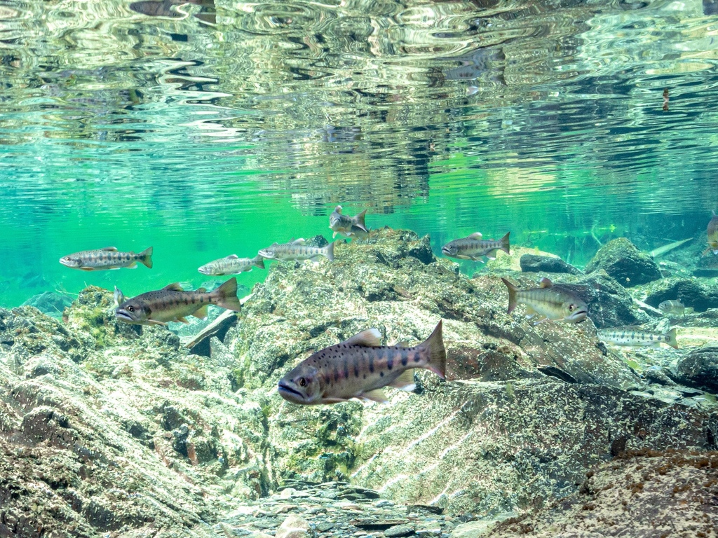 Formosan Landlocked Salmon in September 2020 by azure27014. 水溫: 9度 深度 ...