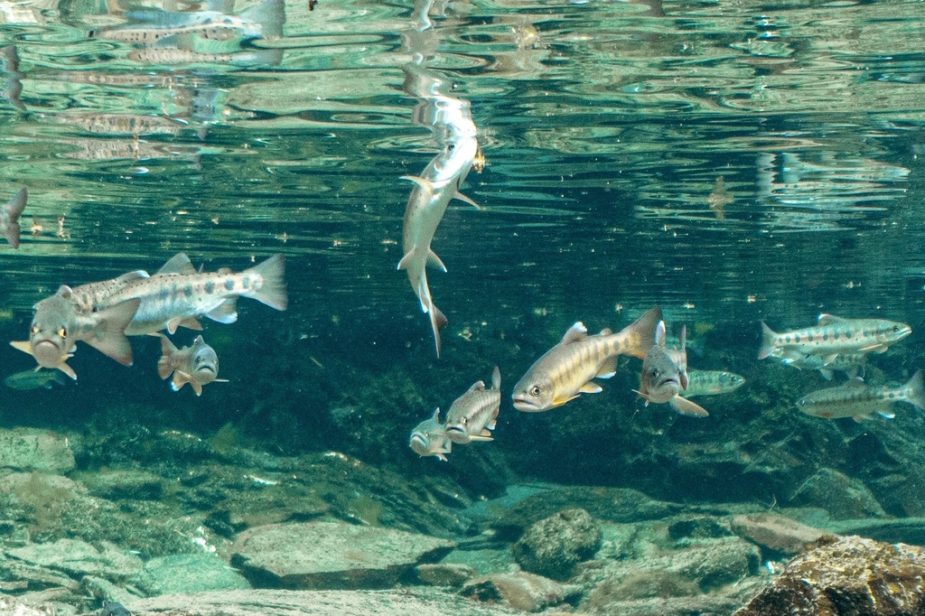 Formosan Landlocked Salmon (Oncorhynchus masou formosanus) - Marine ...