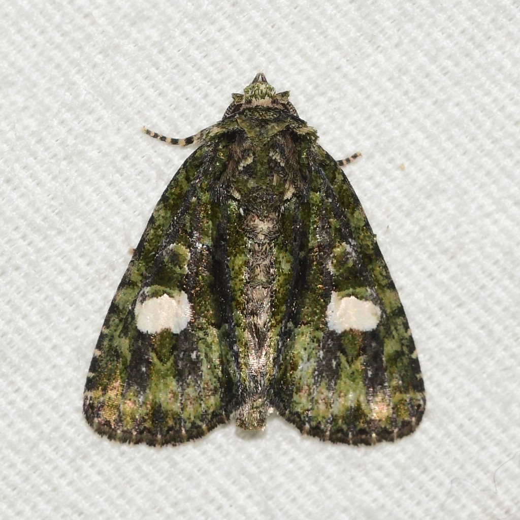 Spotted Phosphila Moth (Lee County SC Moths) · iNaturalist