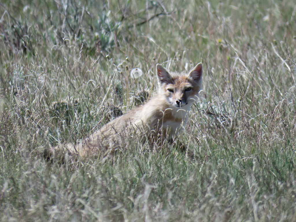Swift Fox in June 2021 by David Scott · iNaturalist