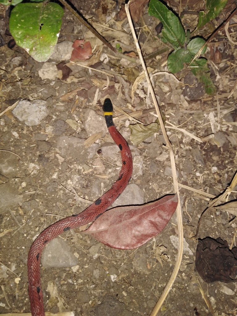 Red Coffee Snake from Marquez Hoyos, Córdoba, Ver., México on March 24 ...