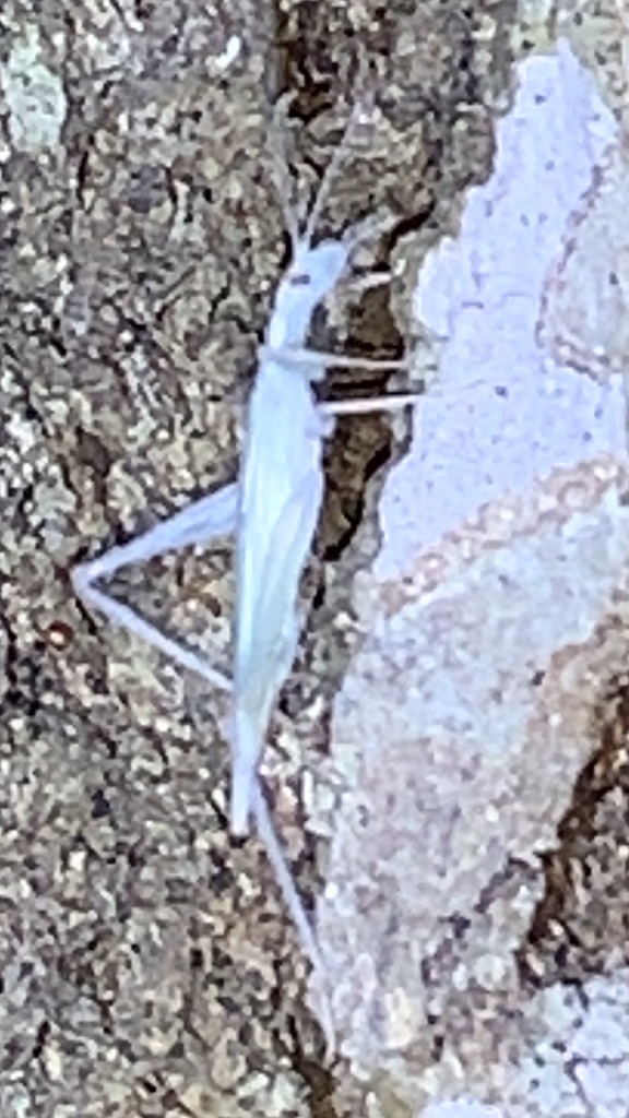 Common Tree Crickets from Rosedown Dr, Corpus Christi, TX, US on June ...