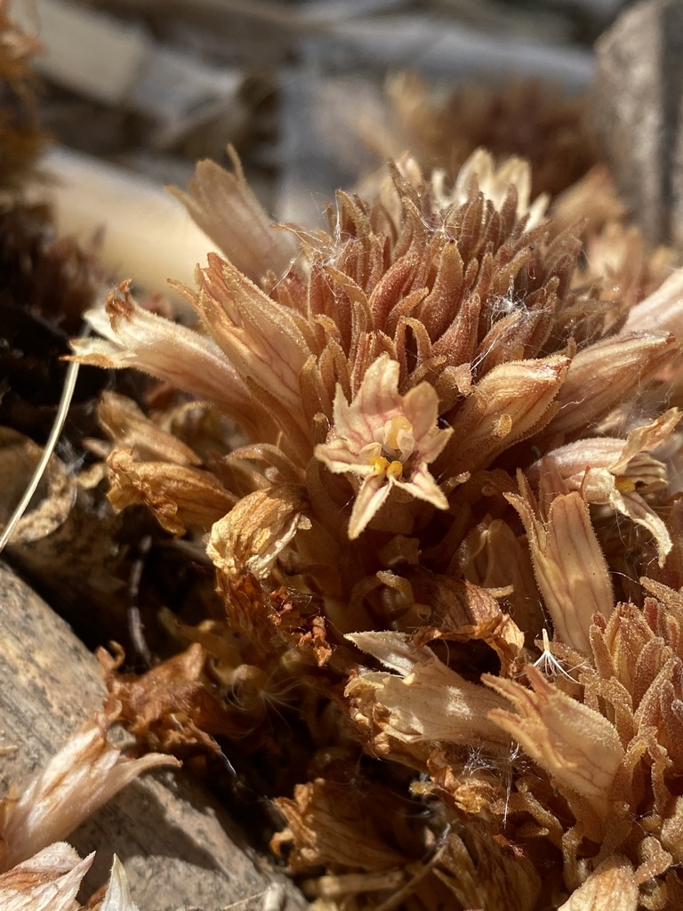 California Broomrape from Fillmore, CA, US on May 27, 2021 at 10:57 AM ...