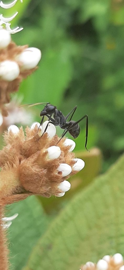 Gigantiops destructor from Villanueva, Casanare, Colombia on June 03 ...