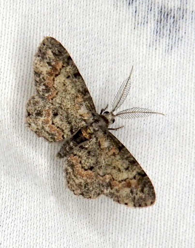 Texas Gray from Marion County, FL, USA on May 07, 2021 at 09:33 PM by ...