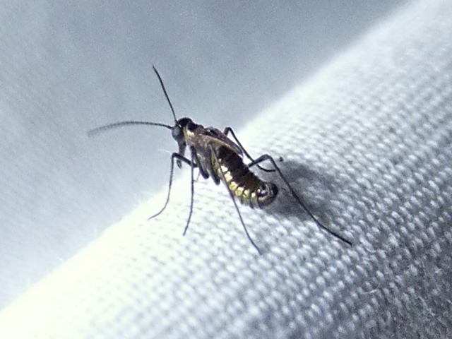 Mid-winter Boreus from Ohio, US on January 22, 2018 by Diane P. Brooks ...