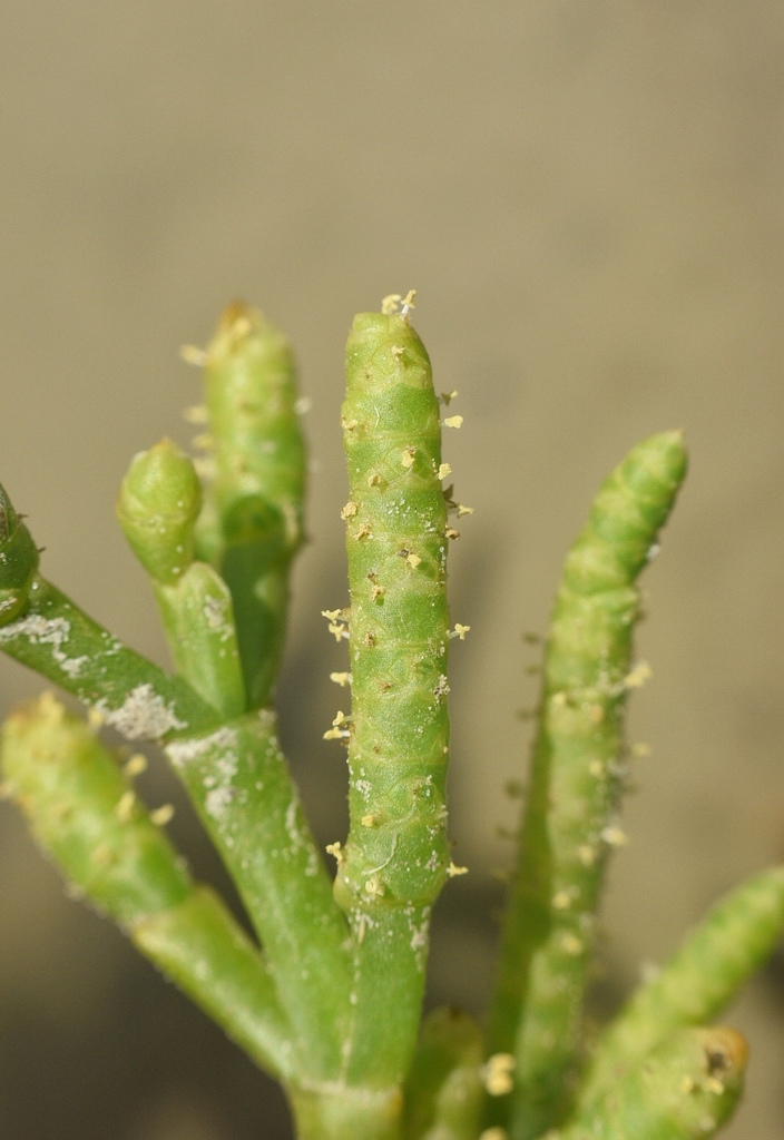 Dwarf Glasswort in June 2021 by Aidan Campos · iNaturalist
