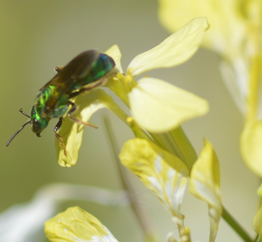 Pure Green Sweat bee from Polk County, FL, USA on February 06, 2018 at ...