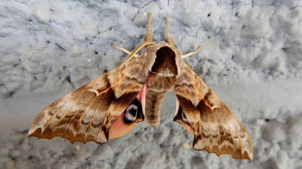 One-eyed Sphinx from Lake County, MN, USA on June 03, 2021 at 08:09 AM ...