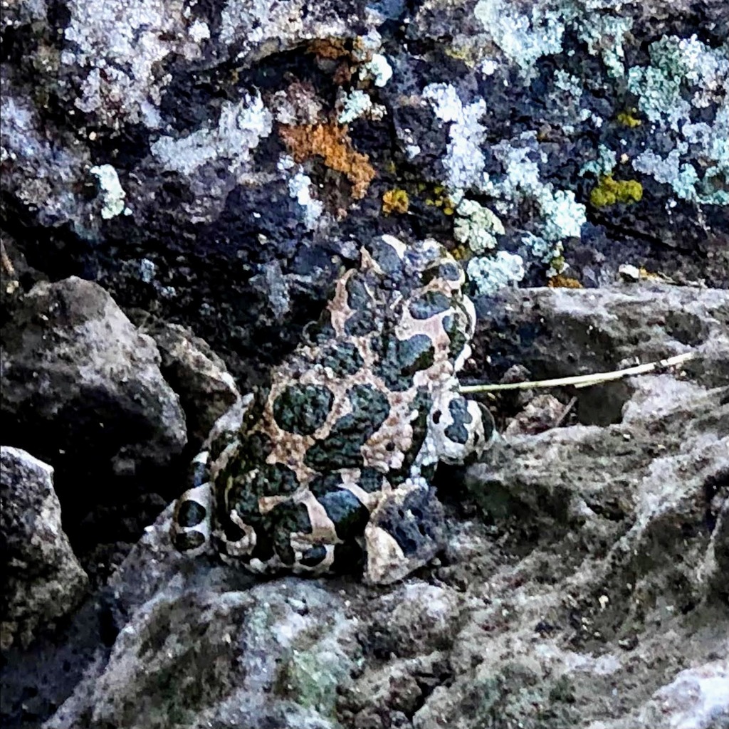 Variable Toad from Ohanavan, Armenia on June 02, 2021 at 06:52 PM by ...