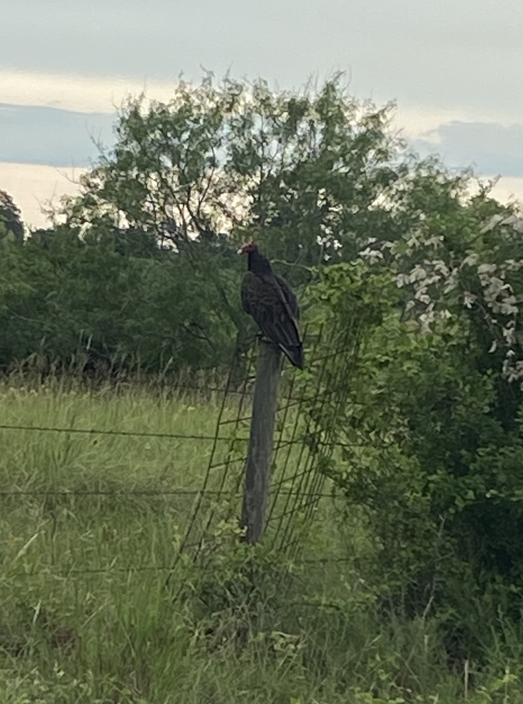 Turkey Vulture from County Road 448, Thorndale, TX, US on June 03, 2021 ...