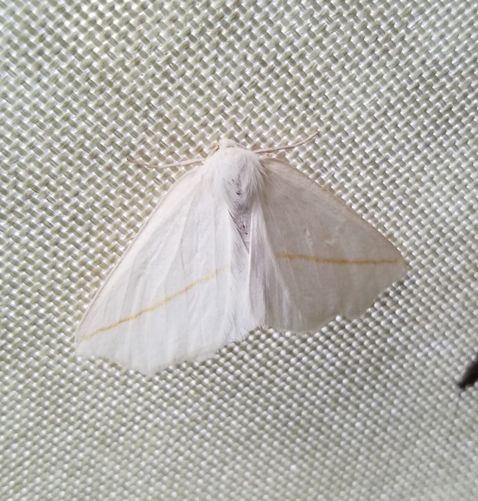 White Slant-line from Big Falls Rd on June 2, 2021 at 06:28 AM by Jesse ...