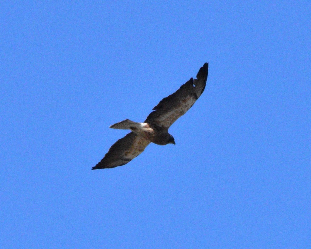 Swainson's Hawk from Ada County, ID, USA on May 8, 2021 at 09:59 AM by ...
