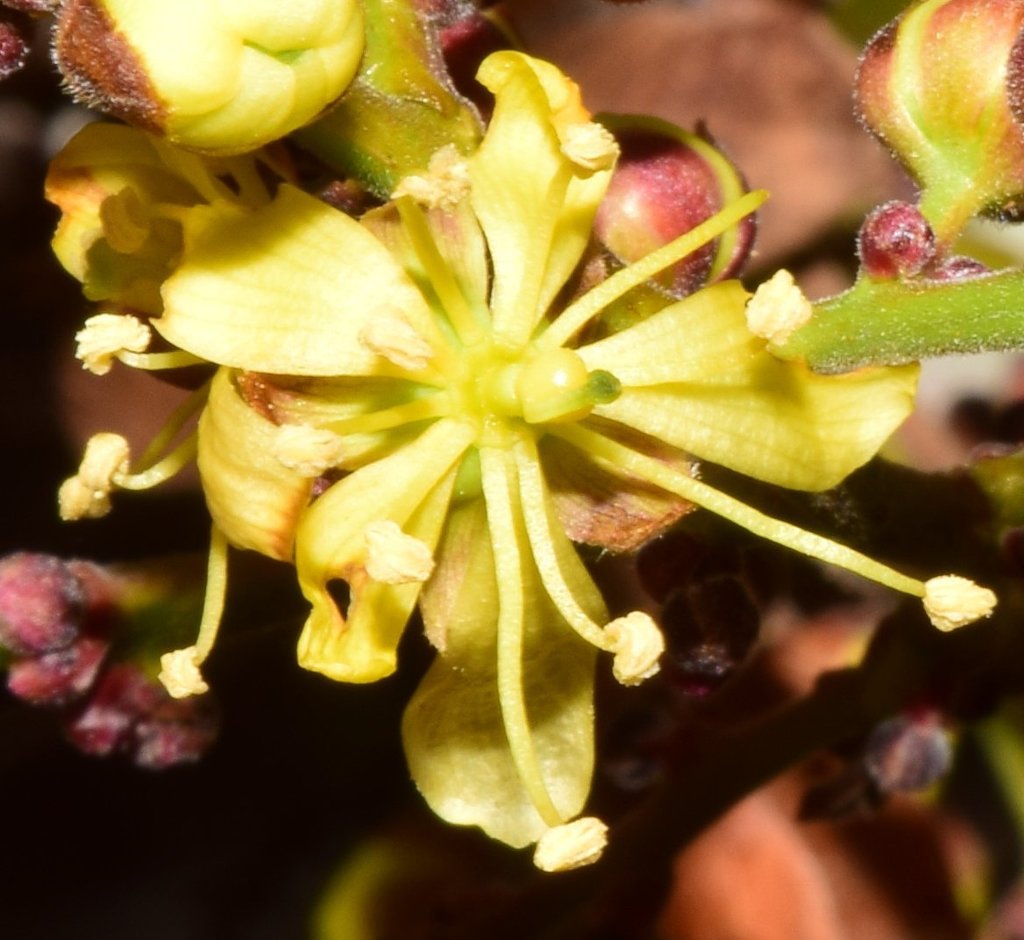 (Recchia mexicana) - Botanical Realm