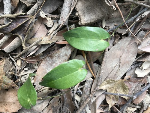 Dioscorea fordii · iNaturalist