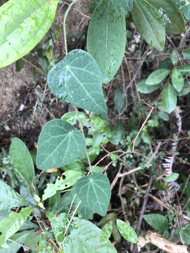 Genus Cyclea · iNaturalist United Kingdom