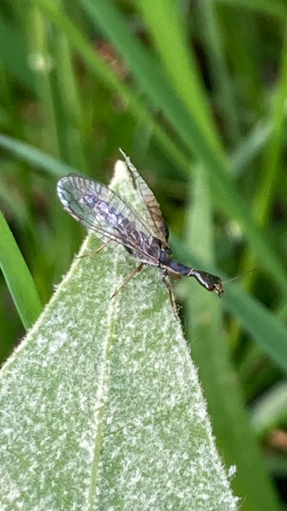 small snakefly from Peel Park, Salford, England, GB on June 3, 2021 at ...
