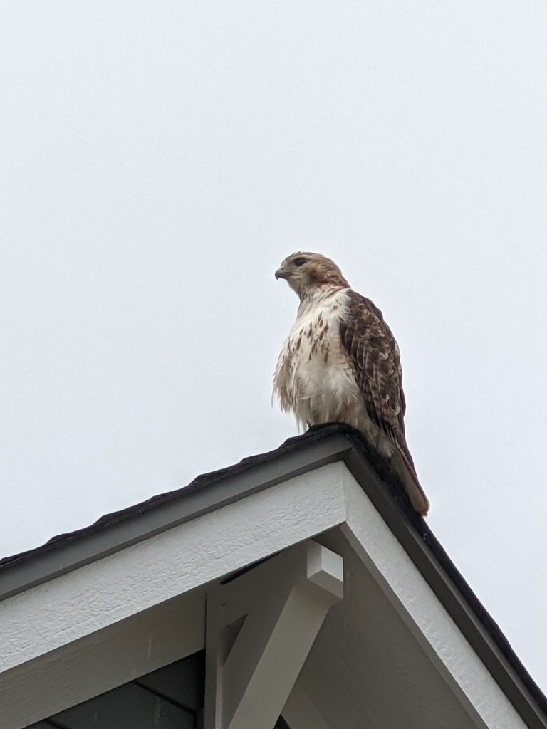 Red-tailed Hawk from Sugarcreek Township on June 03, 2021 at 03:43 PM ...
