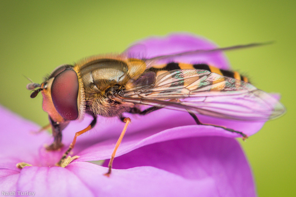 Hairy-eyed Flower Fly from Centre, Pennsylvania, United States on May ...