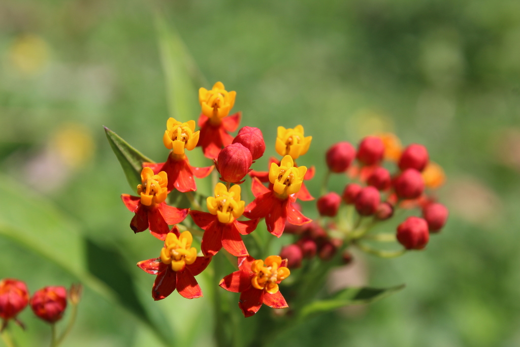 tropical milkweed (Milkweeds of the US) · iNaturalist