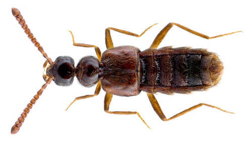 Genus Cordalia · iNaturalist