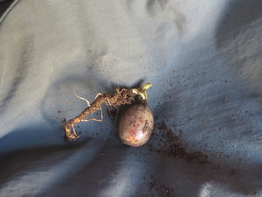 oaks from Bristow, VA, USA on April 13, 2021 at 07:24 PM by Kelly20136 ...