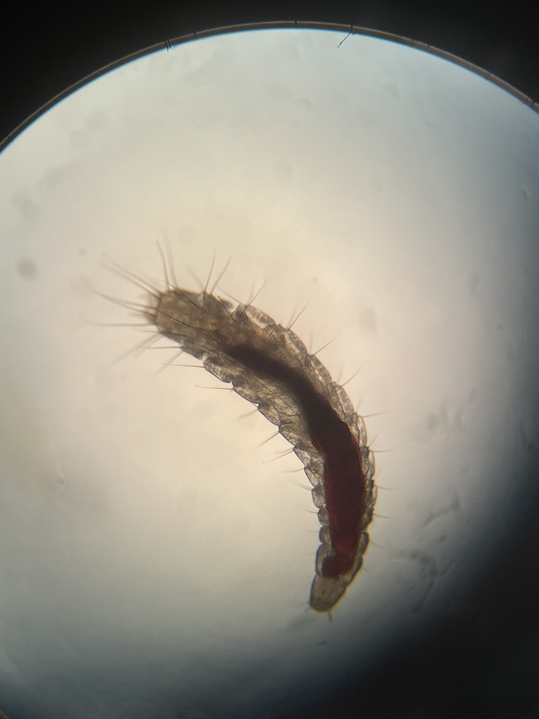Cat Flea from PA-940, Pocono Pines, PA, US on June 3, 2021 at 06:23 PM ...