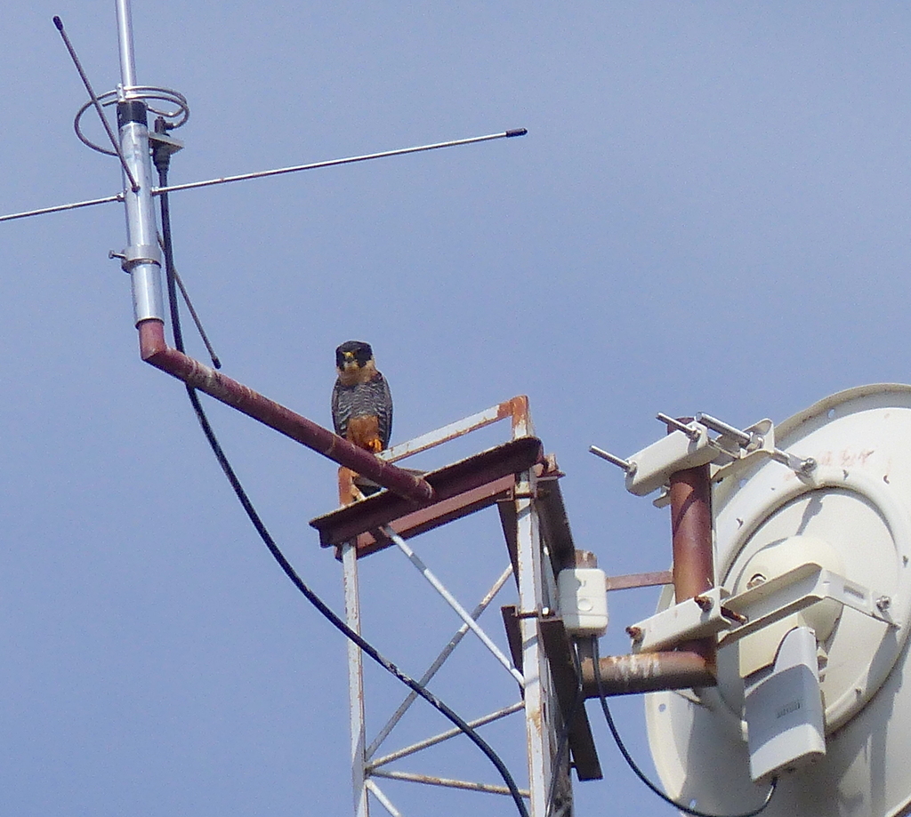Bat Falcon from Fazenda São José Zona Rural, Aquidauana - MS, 79200-000 ...