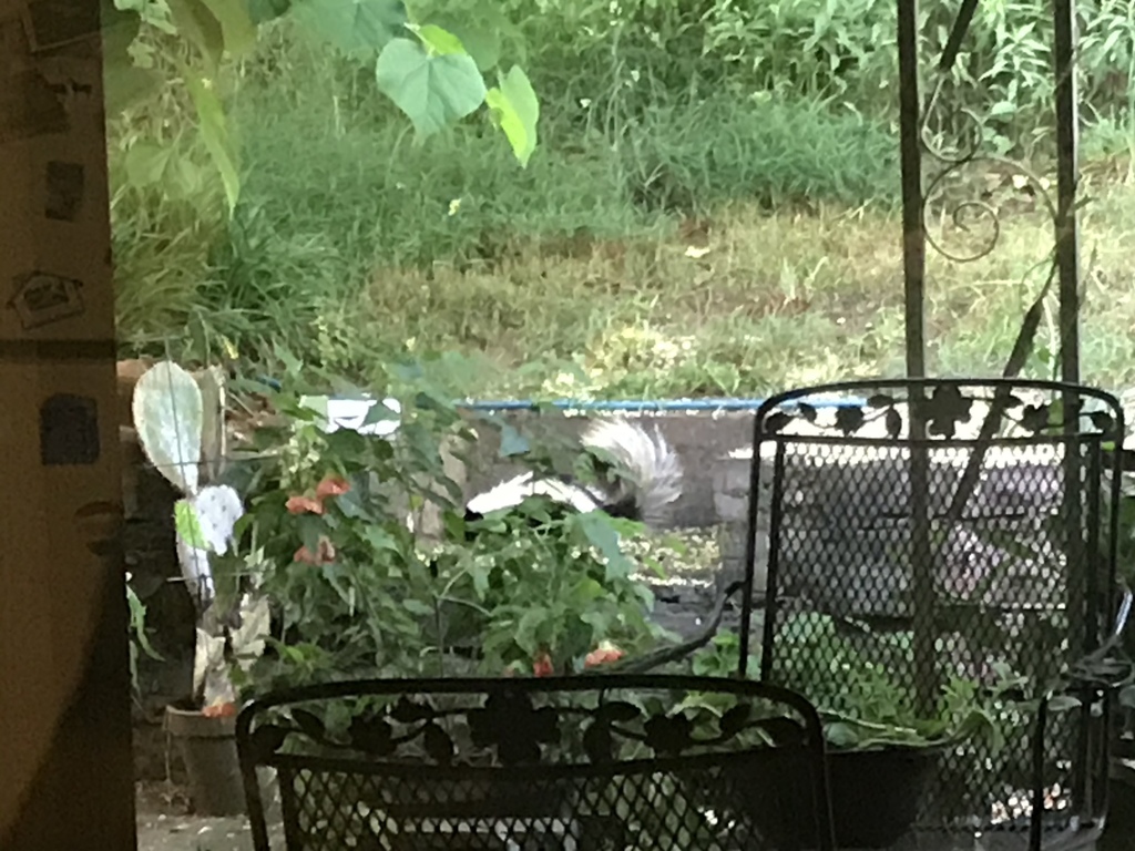 Striped Skunk from Pine Ridge Rd, Seymour, TN, US on June 3, 2021 at 06 ...