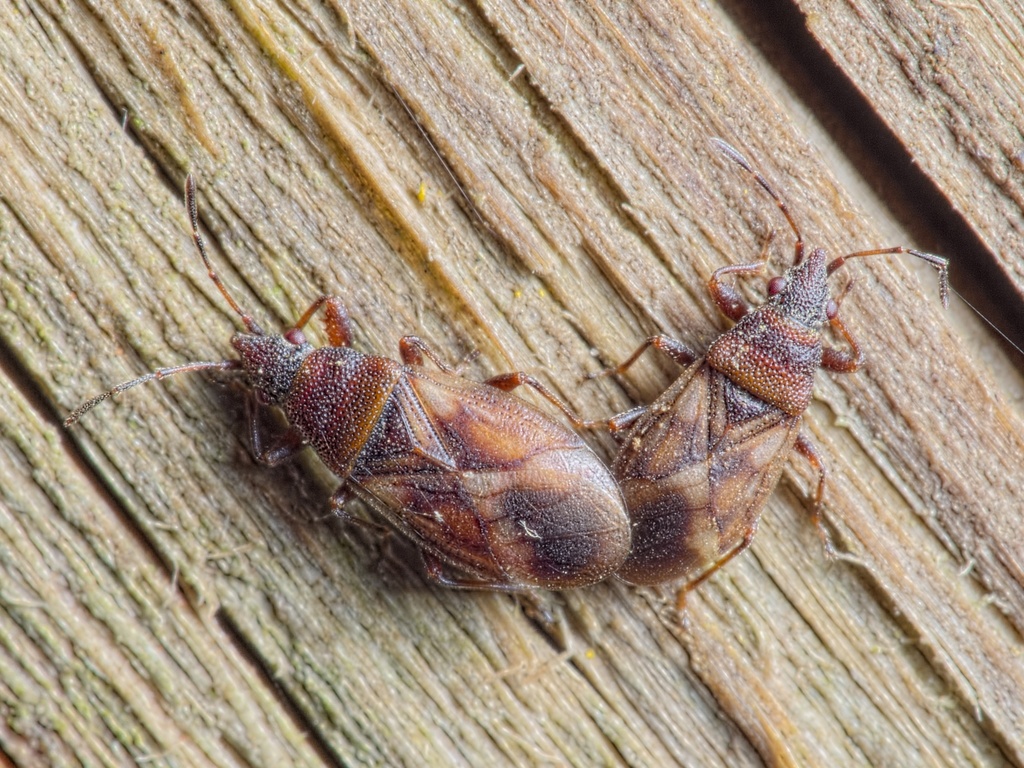 Oxycarenus modestus (001 Oligolektische Arthropoden und Parasiten an Pflanzen) · iNaturalist