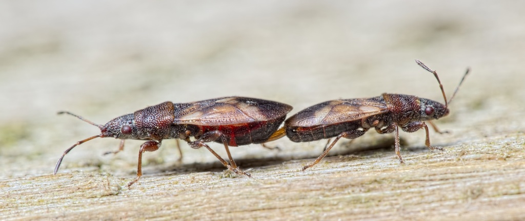 Oxycarenus modestus (001 Oligolektische Arthropoden und Parasiten an Pflanzen) · iNaturalist