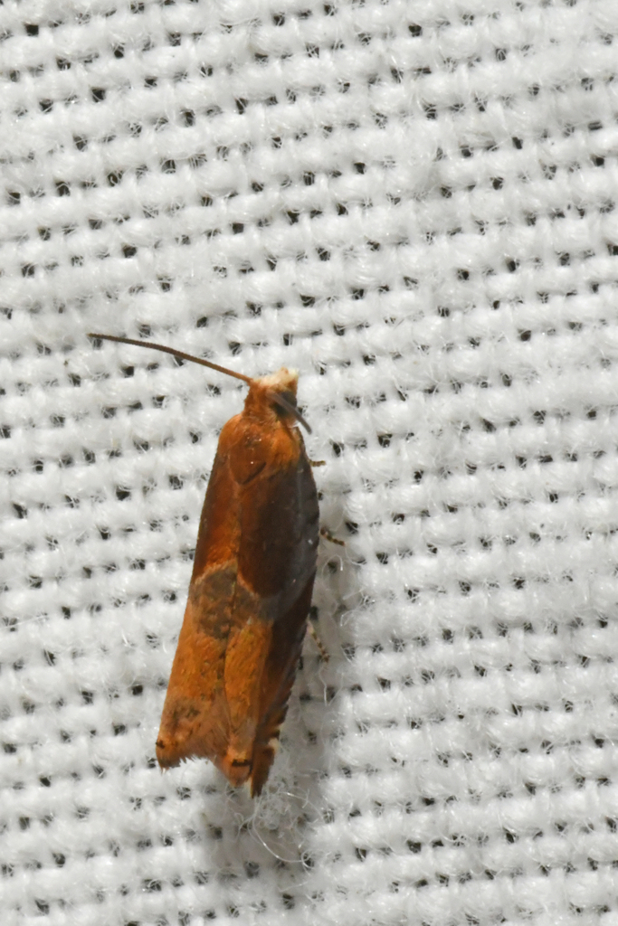 Two-toned Ancylis Moth from Rouyn-Noranda, QC, Canada on June 2, 2021 ...