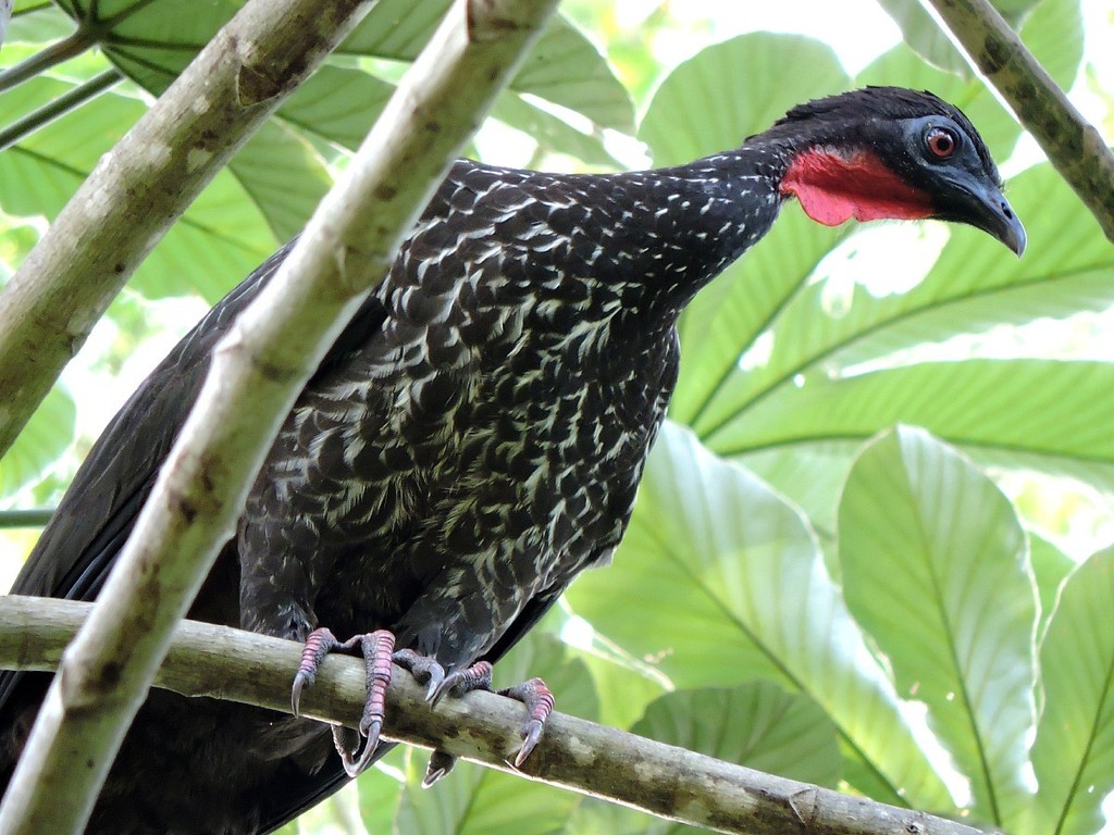 Pava cojolita (Aves de Ciudad Victoria) · iNaturalist