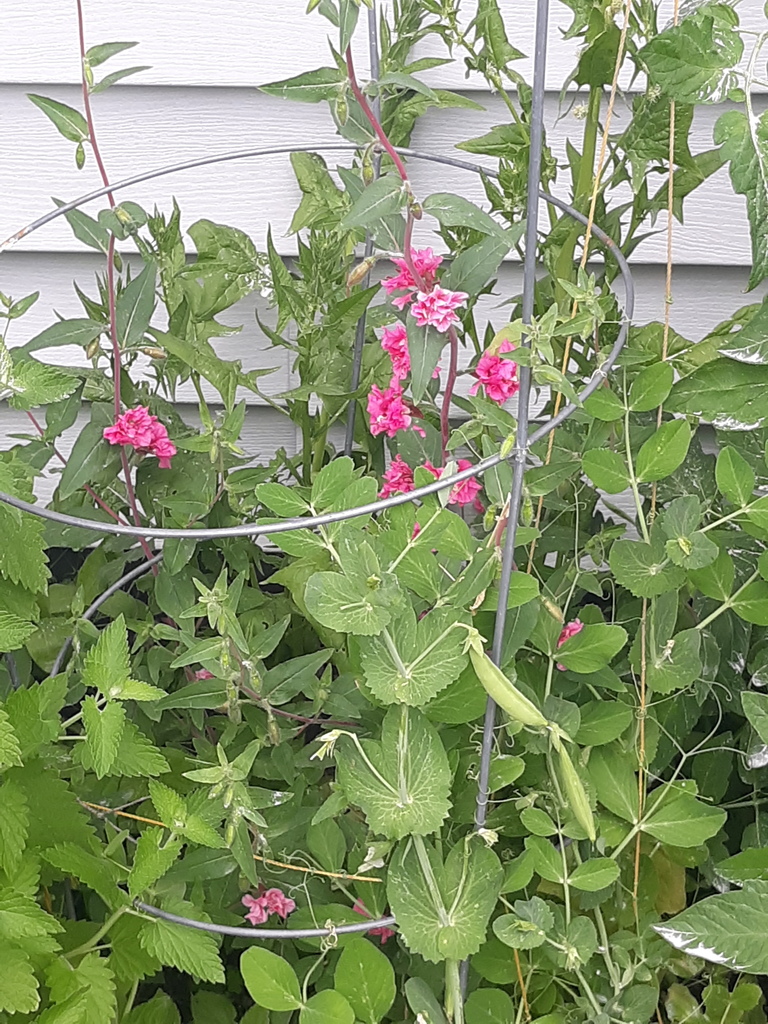 broad-leaved sweet pea from Colonial Beach, VA 22443, USA on June 03 ...