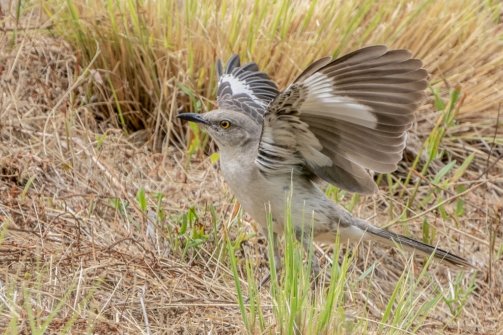 Northern Mockingbird from Chesterfield County, VA, USA on June 01, 2021 ...