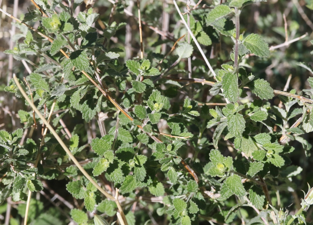 plants from Pima County, AZ, USA on March 28, 2021 at 11:01 AM by James ...