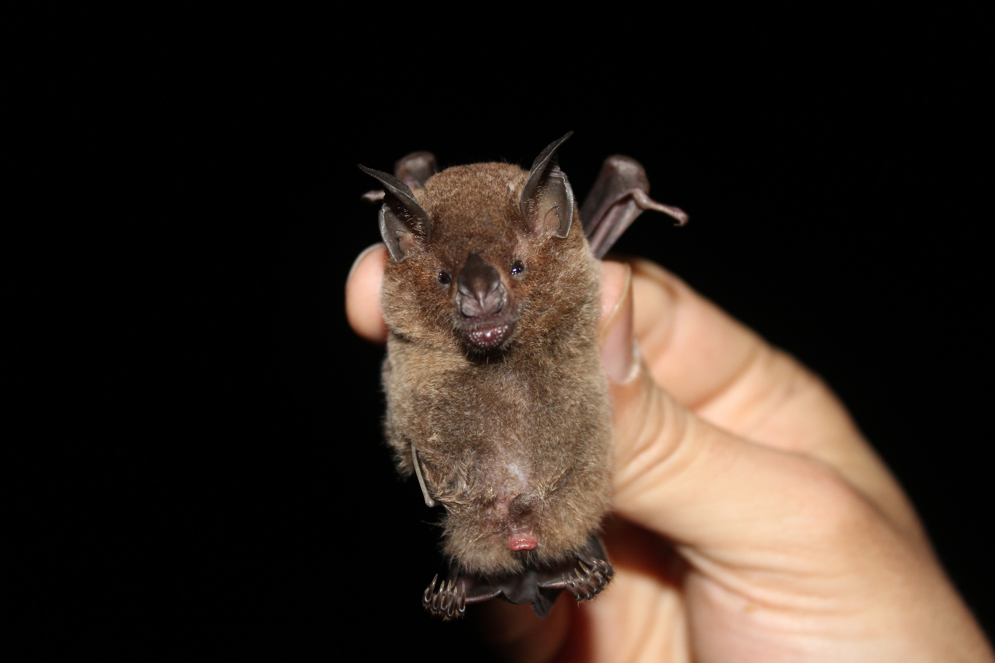 Carollia perspicillata (Linnaeus, 1758)