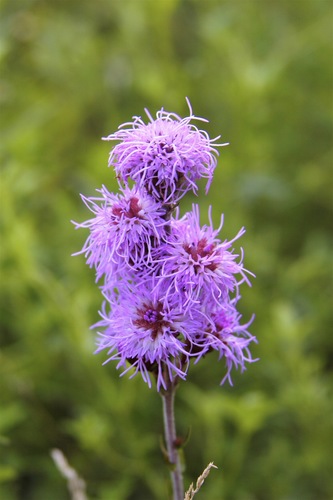 Meadow Blazing Star (Mesic Prairie Plants of Minnesota) · iNaturalist