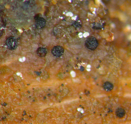 Capronia pilosella · iNaturalist